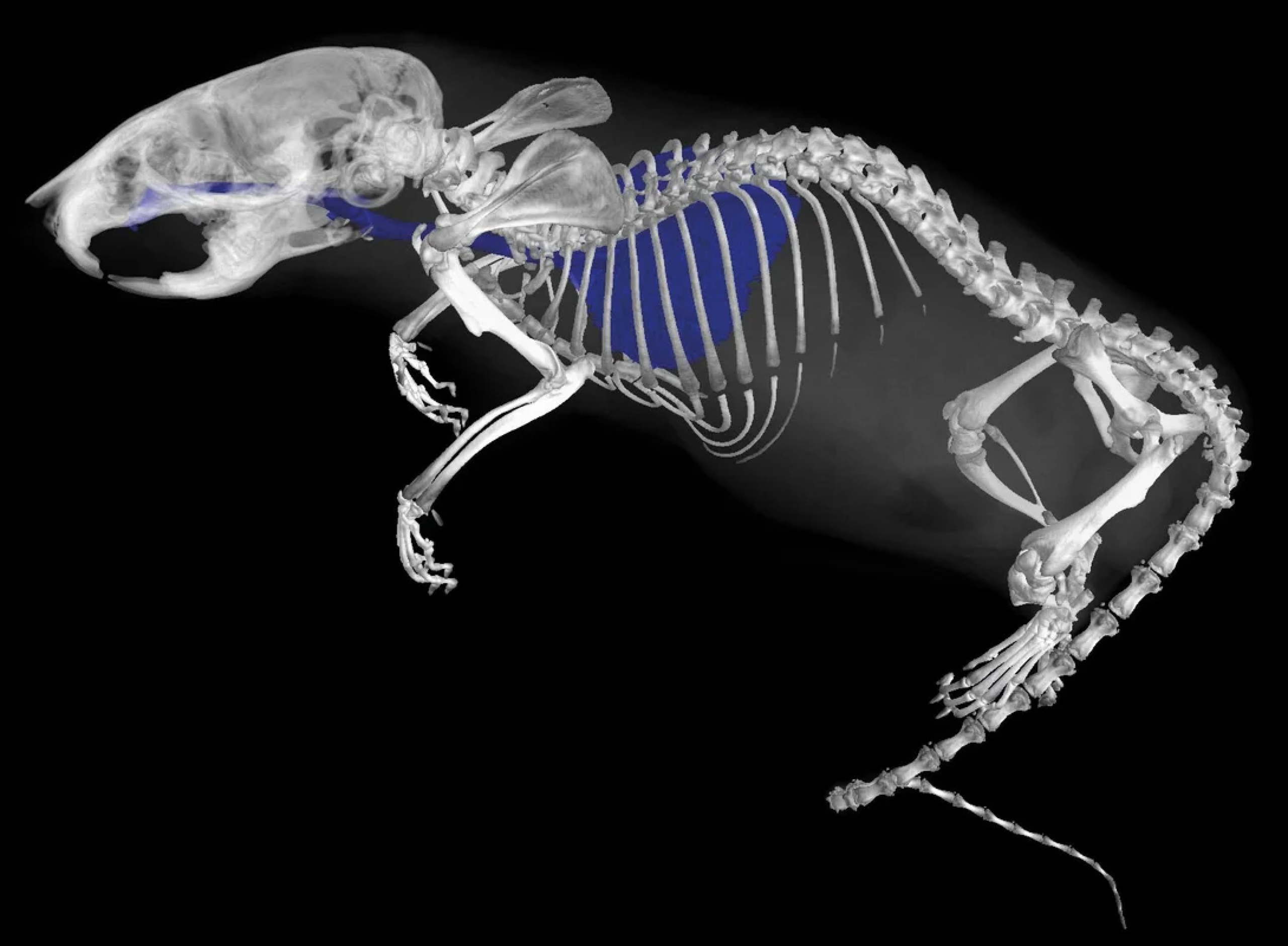 Segmentation - VGSTUDIO MAX - Products